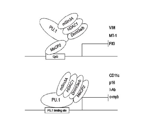 PU 1 As A Transcriptional Repressor This Is A Schematic Picture About