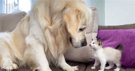 Moment Of Bliss When Golden Retriever Meets A Kitten For The First Time