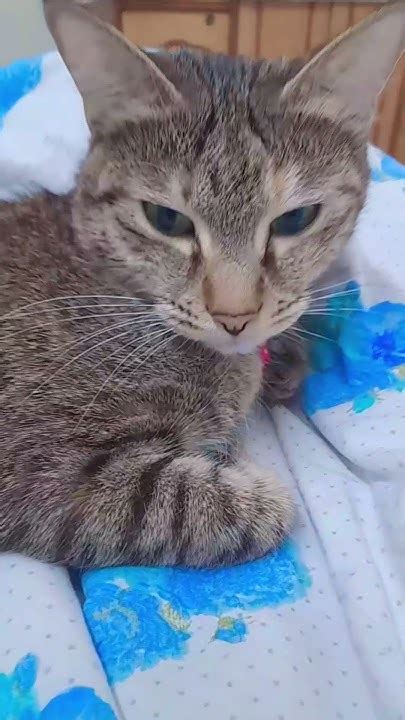 मेरी जिंदगी में खुशियां तेरे बहाने से है ️aryaa ️ Viral Catlover