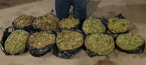 Hombre Es Capturado Con 10 Libras De Marihuana Radio Tgw