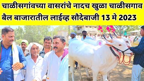 चाळीसगांवच्या वासरांचे नादच खुळा 😱 चाळीसगाव बैल बाजारातील लाईव्ह
