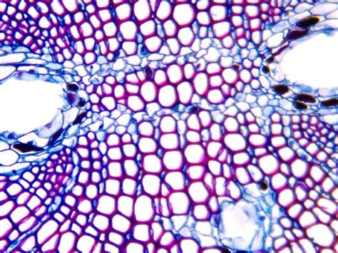 Used Olympus Bx53 Microscope For Sale Dotmed Listing 4835278