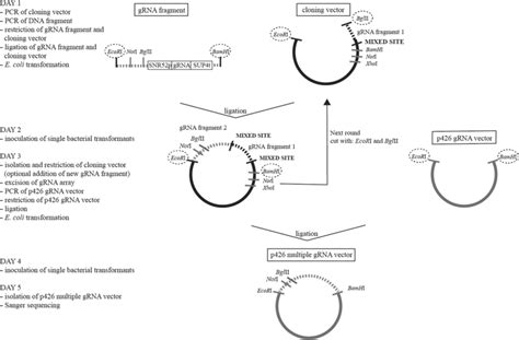 Graphical Overview Of The Assembly Of The Multiple Grnas‐expression Download Scientific Diagram