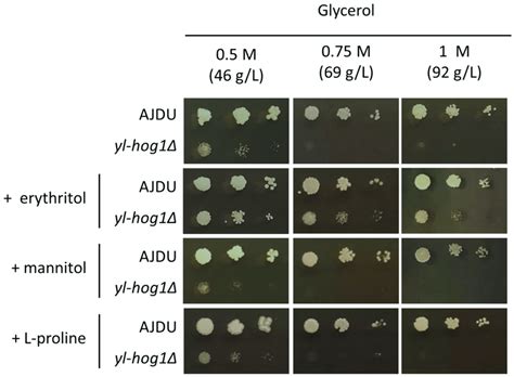 Growth Of Y Lipolytica Ajdu And Yl Hog1∆ After 48 H Of Incubation On