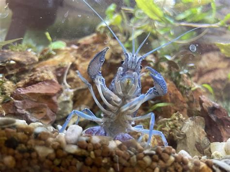 Female Or Male Rcrayfish