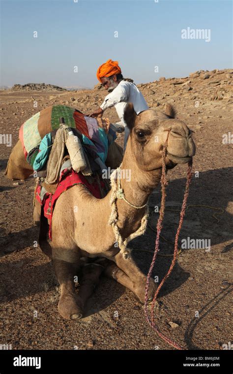 Loaded Camel Stock Photos Loaded Camel Stock Images Alamy