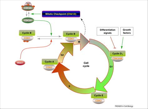 Emerging Links Between Cdk Cell Cycle Regulators And Wnt Signaling