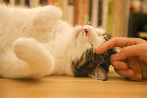 Can Cats With Feline Infectious Peritonitis Be Cured Tarinn Us