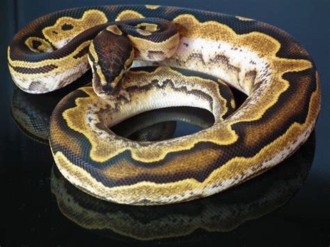 Morph List World Of Ball Pythons