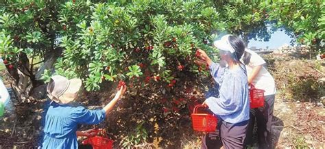 普洱市镇沅县：引导农户发展特色采摘园等休闲农业——水果飘香引客来云南省农业农村厅