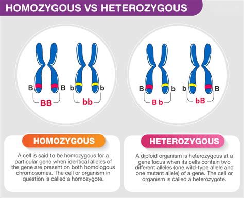 Understanding Heterozygous Conditions Genes Alleles Traits