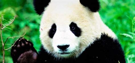 Los 20 Animales Más Bonitos Del Mundo ¿cuál Es Tu Favorito