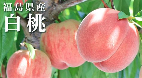 【楽天市場】本場の 白桃 贈答用 秀品 送料無料 秀品 お徳用 福島県産【白桃 3kg前後】（9～13玉） エコファーマー ふくしま土壌