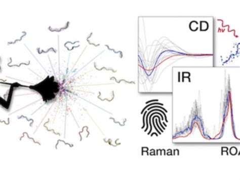Tidying Up The Conformational Ensemble Of A Disordered Peptide By Computational Prediction Of
