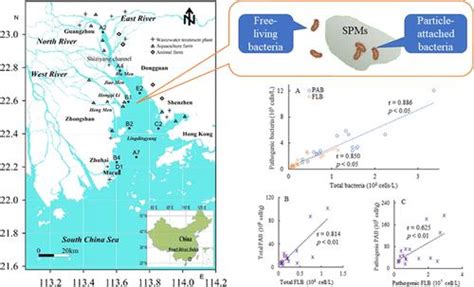 珠江及珠江口悬浮颗粒物与水相水源性细菌病原体及毒力因子的差异特征 Acs Esandt Water X Mol