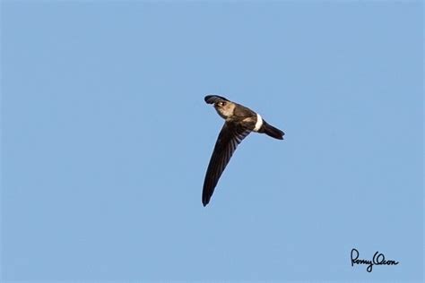 Pygmy Swiftlet Alchetron The Free Social Encyclopedia Pygmy Swiftlet Alchetron The Free Social Encyclopedia
