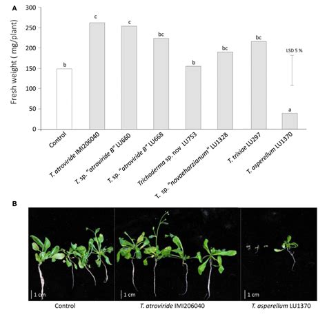 Figure 1 From Environmental Growth Conditions Of Trichoderma Spp Affects Indole Acetic Acid