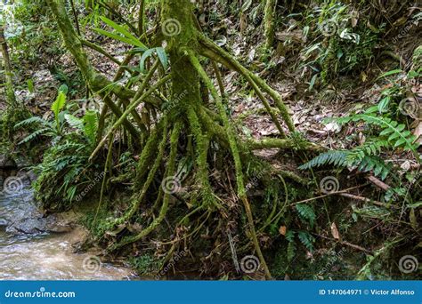 TREE With SHALLOW ROOTS Stock Image Image Of Environmental 147064971