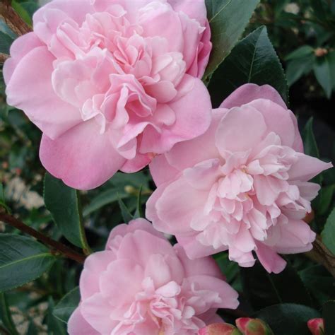 Camellia X Sweet Jane Singing Tree Gardens Nursery