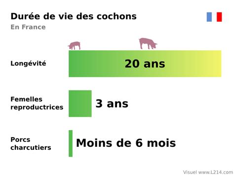 Schemas Cochons Visuels L