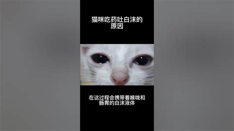 貓咪吃藥吐白沫的原因 Youtube