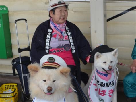 「ブサかわ」人気の秋田犬「わさお」の妻「つばき」が天国へ 「犬や猫ともっと幸せに」をコンセプトにしたwebメディア「sippo」