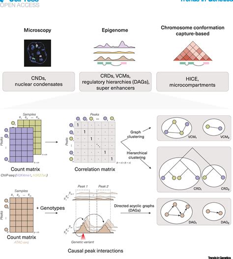 Figure 1 From Chromatin Modules And Their Implication In Genomic Organization And Gene