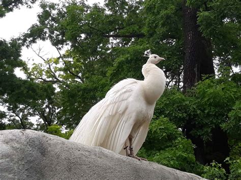 Một Nhóm Peacocks được Gọi Là Gì ⋆ Cá Cảnh Mini