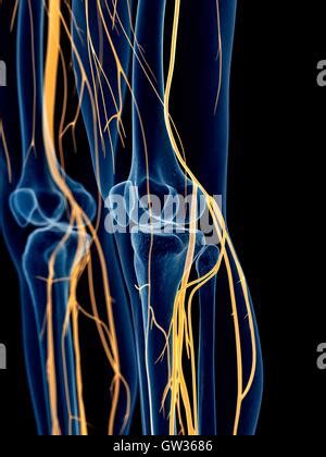 The Nerves Of The Knee Stock Photo Alamy
