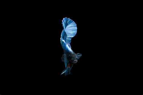 Premium Photo Blue Betta Splendens Halfmoon Betta Isolated On Black