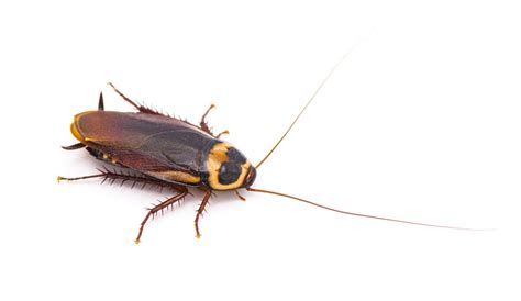 Do Cockroaches Fly The Complete Guide To Flying Cockroaches