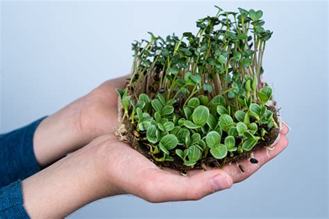 마이크로그린을 손에 들고 있다 우유 엉 겅 퀴와 무 발아 콩나물 도시 원예 유기농 비건 식품 유용한 비타민 집에서 성장 잎