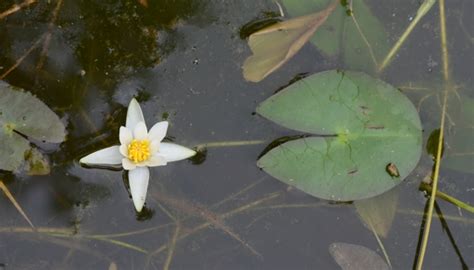 우리나라 자생종 수련 꼬마수련 찾았다멸종위기 각시수련과 유사