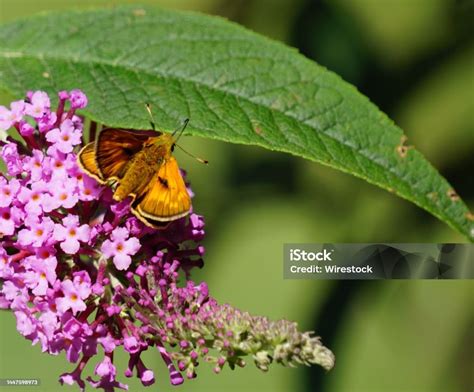 흐릿한 녹색 배경에 라일락 꽃에 앉은 큰 선장의 클로즈업 Large Skipper Butterfly에 대한 스톡 사진 및 기타 이미지 Large Skipper