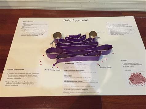 Golgi Body 3d Model