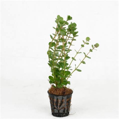 Buy Rotala Rotundifolia Assam Live Aquarium Plant