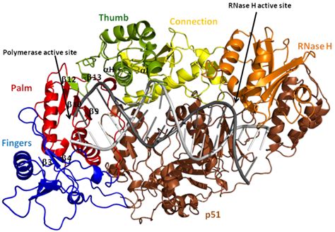 Structural Aspects Of Drug Resistance And Inhibition Of Hiv 1 Reverse Transcriptase