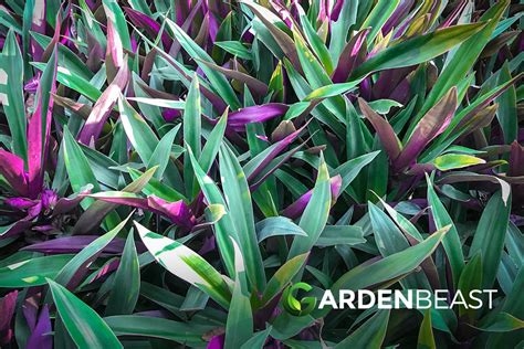 Moses In The Cradle Guide How To Care For Tradescantia Spathacea”