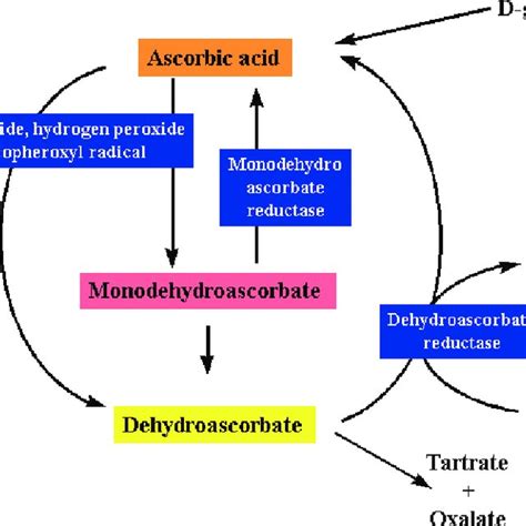 Synthesis And Degradation Of L Ascorbic Acid In Plant Tissues 18