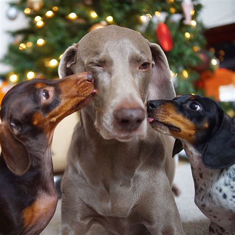 Fotos De 3 Amigos Inseparables Perros Amigos