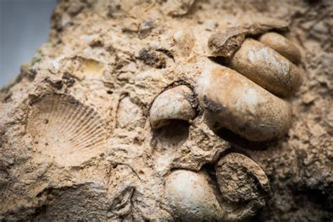 Sedimentary Rocks With Fossils