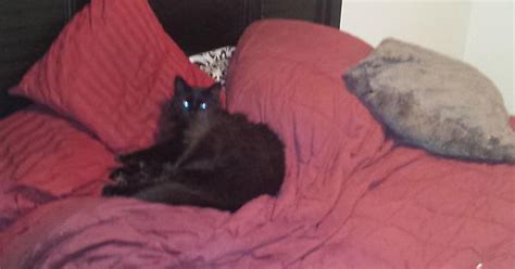 Black Cat Appreciation Day Album On Imgur