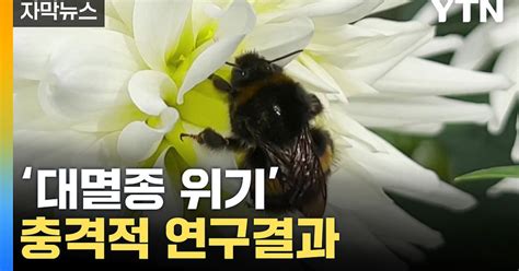 자막뉴스 속속 사라지는 벌들 그런데충격적 연구결과