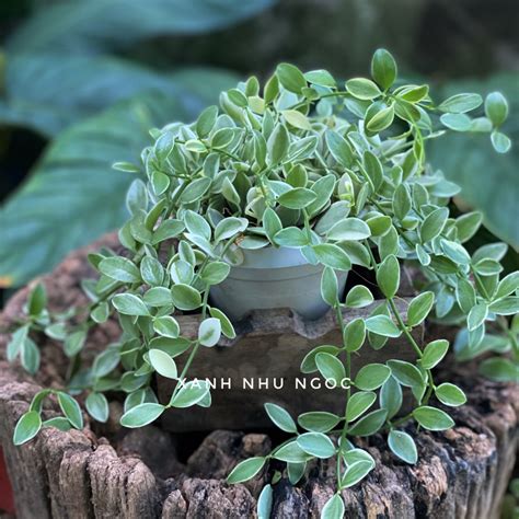 Chậu Treo Lan Hạt Dưa Cẩm Thạch Rũ Decor Xinh đẹp Và Tiết Kiệm Vườn