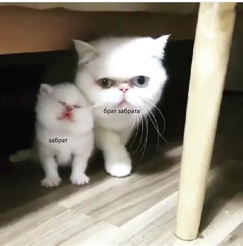 на фотографии из под кровати выходят два плосколицых белых кота