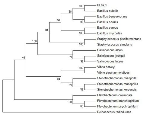 Neighbor Joining Phylogenetic Tree Based On Comparative 16s Rrna Gene