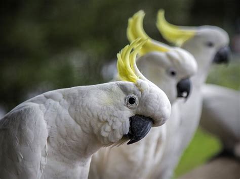 Cockatoos Of Australia
