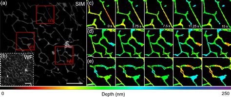 Fluorescence Interference Structured Illumination Microscopy For 3d Morphology Imaging With High
