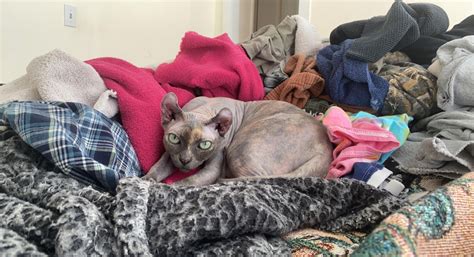 Laundry Princess 👑 R Sphynx