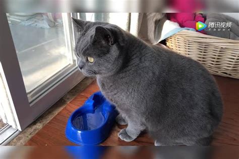 猫咪的一生都是这么无所事事，吃了睡睡了吃 猫咪 一生